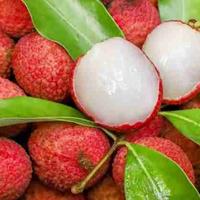Jual Leci Buah Terdekat - Harga Murah & Grosir Juni 2024