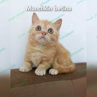 Kucing Munchkin Harga Termurah - Kualitas Terbaik