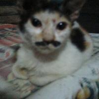 Jual Sate Kucing Terlengkap & Terbaik - Harga Murah Januari 2024