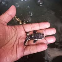 Jual Ikan Rtc Terlengkap & Terbaik - Harga Murah Juni 2024