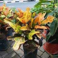 Jual Pohon Puring Terbaik - Harga Murah April 2025 & Cicil 0%