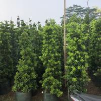 Jual Pohon Lohansung Terbaik - Harga Murah Maret 2025 & Cicil 0%