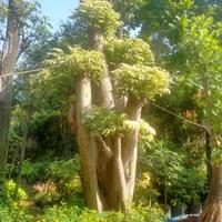 Jual Bonsai Randu Terbaik - Harga Murah Mei 2024 & Cicil 0%