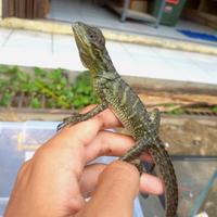 Jual Soa Layar Murah & Terbaik - Harga Terbaru Juni 2024