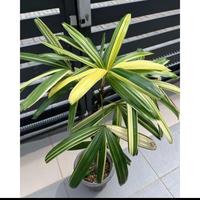 Jual Palem Waregu Terbaik - Harga Murah Maret 2024 & Cicil 0%