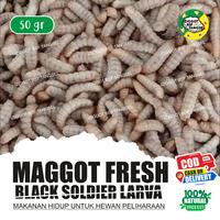 Jual Maggot Hidup Murah - Harga Terbaru 2024