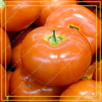 Jual Tomat Beef Terdekat - Harga Murah & Grosir April 2025