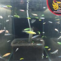 Jual Danio Slayer Terlengkap - Harga Terbaru Juni 2024 & Cicilan 0%