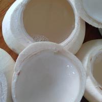 Jual Degan Jelly Murah & Lengkap - Harga April 2024