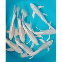 Jual Koi Slayer Platinum Terlengkap - Daftar Harga April 2024 & Cicilan 0%