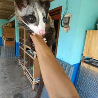 Musang Pandan Harga Termurah - Kualitas Terbaik