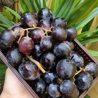 Jual Anggur Black Autumn Terdekat - Harga Murah & Grosir Juni 2024