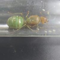 Jual Ratu Semut Terlengkap & Terbaik - Harga Murah Mei 2024