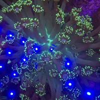Jual Batu Coral Terlengkap & Terbaik - Harga Murah Mei 2024