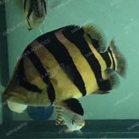 Jual Ikan Datz Terlengkap & Terbaik - Harga Murah Maret 2024