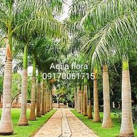 Jual Pohon Palm Terbaik - Harga Murah Oktober 2025 & Cicil 0%