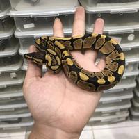 Jual Ball Python Terlengkap - Harga Murah Maret 2025