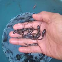 Jual Bibit Ikan Gabus Terlengkap & Terbaik - Harga Murah Mei 2024