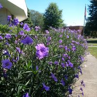 Jual Tanaman Ruellia Terbaik - Harga Murah Februari 2024 & Cicil 0%