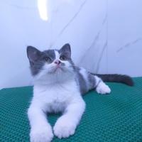 Jual Kucing Bsh Terlengkap & Terbaik - Harga Murah Maret 2025