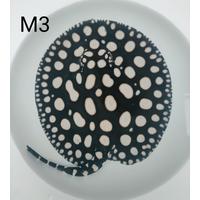 Jual Ikan Stingray Terlengkap & Terbaik - Harga Murah Januari 2024