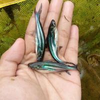 Jual Bibit Ikan Patin Terdekat - Harga Murah & Grosir Mei 2024