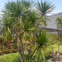 Jual Pandan Bali Terdekat - Harga Murah & Grosir Juni 2024