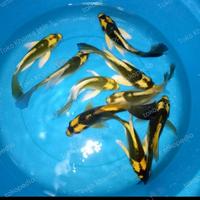 Jual Koi Slayer Terlengkap & Terbaik - Harga Murah Juni 2024
