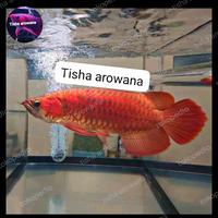 Jual Super Red Arwana Terlengkap & Terbaik - Harga Murah Januari 2025