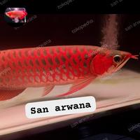 Jual Super Red Arwana Terlengkap & Terbaik - Harga Murah Maret 2025