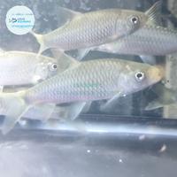 Jual Phoenix Barb Murah - Harga Terbaru 2024