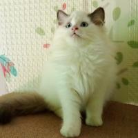 Jual Ragdoll Murah - Harga Terbaru April 2024