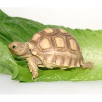 Jual Sulcata Baby Terlengkap & Terbaik - Harga Murah Februari 2024