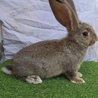 Jual Kelinci Giant Terlengkap & Terbaik - Harga Murah Mei 2024