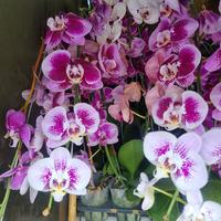 Jual Anggrek Botolan Terbaik - Harga Murah Mei 2024 & Cicil 0%