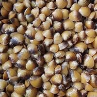 Jual Kerang Remis Terdekat - Harga Murah & Grosir Mei 2024