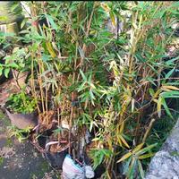 Jual Bibit Bambu Terbaik - Harga Murah April 2024 & Cicil 0%
