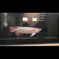 Jual Super Red Arowana Terlengkap & Terbaik - Harga Murah Juni 2024