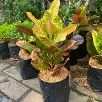 Jual Pohon Puring Terbaik - Harga Murah Maret 2025 & Cicil 0%