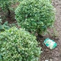 Jual Pohon Teh Tehan Terbaik - Harga Murah April 2025 & Cicil 0%