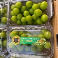 Jual Anggur Shine Muscat Terdekat - Harga Murah & Grosir Februari 2024