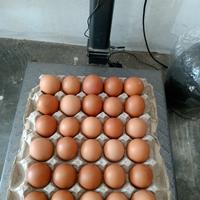 Jual Telur Negeri 1Kg Terdekat - Harga Murah & Grosir April 2024