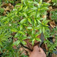 Jual Rombusa Mini Terdekat - Harga Murah & Grosir April 2024