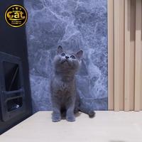 Jual Kucing Bsh Terlengkap & Terbaik - Harga Murah Februari 2024