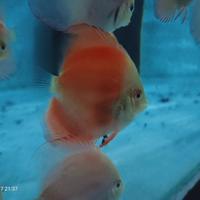 Jual Ikan Discus 2 Inch Murah - Harga Terbaru 2024
