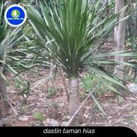 Jual Pandan Bali Terdekat - Harga Murah & Grosir April 2024