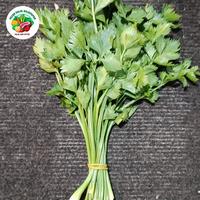 Jual Daun Sop Terdekat - Harga Murah & Grosir Mei 2024