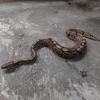 Jual Ball Python Terlengkap - Harga Murah April 2024