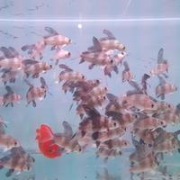 Jual Ikan Chf Terlengkap & Terbaik - Harga Murah Juni 2024