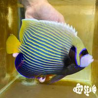 Jual Ikan Laut Angel Terdekat - Harga Murah & Grosir Mei 2024